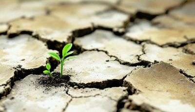 AAE - Global agronomists to showcase sustainable innovations at IAC ...